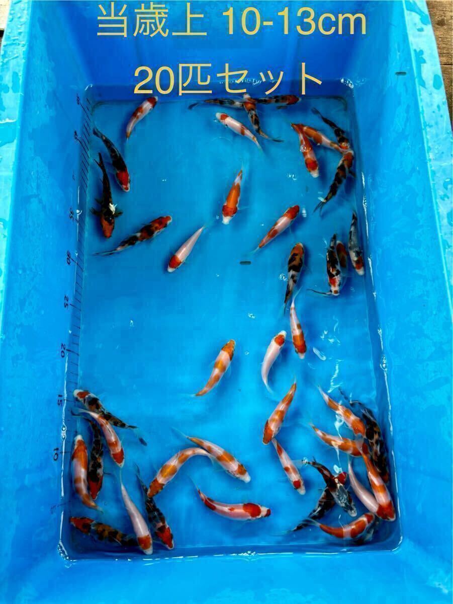 Yahoo!オークション - 激安SALE 在庫処分 2024年産 当歳上 約10cm〜13c...