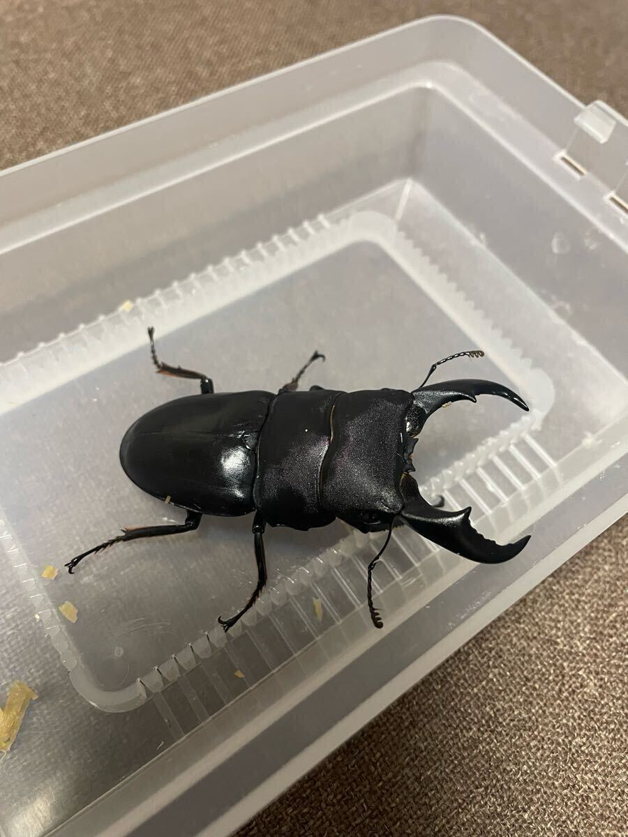 Yahoo!オークション - サキシマヒラタ ペア WF1 即ブリ