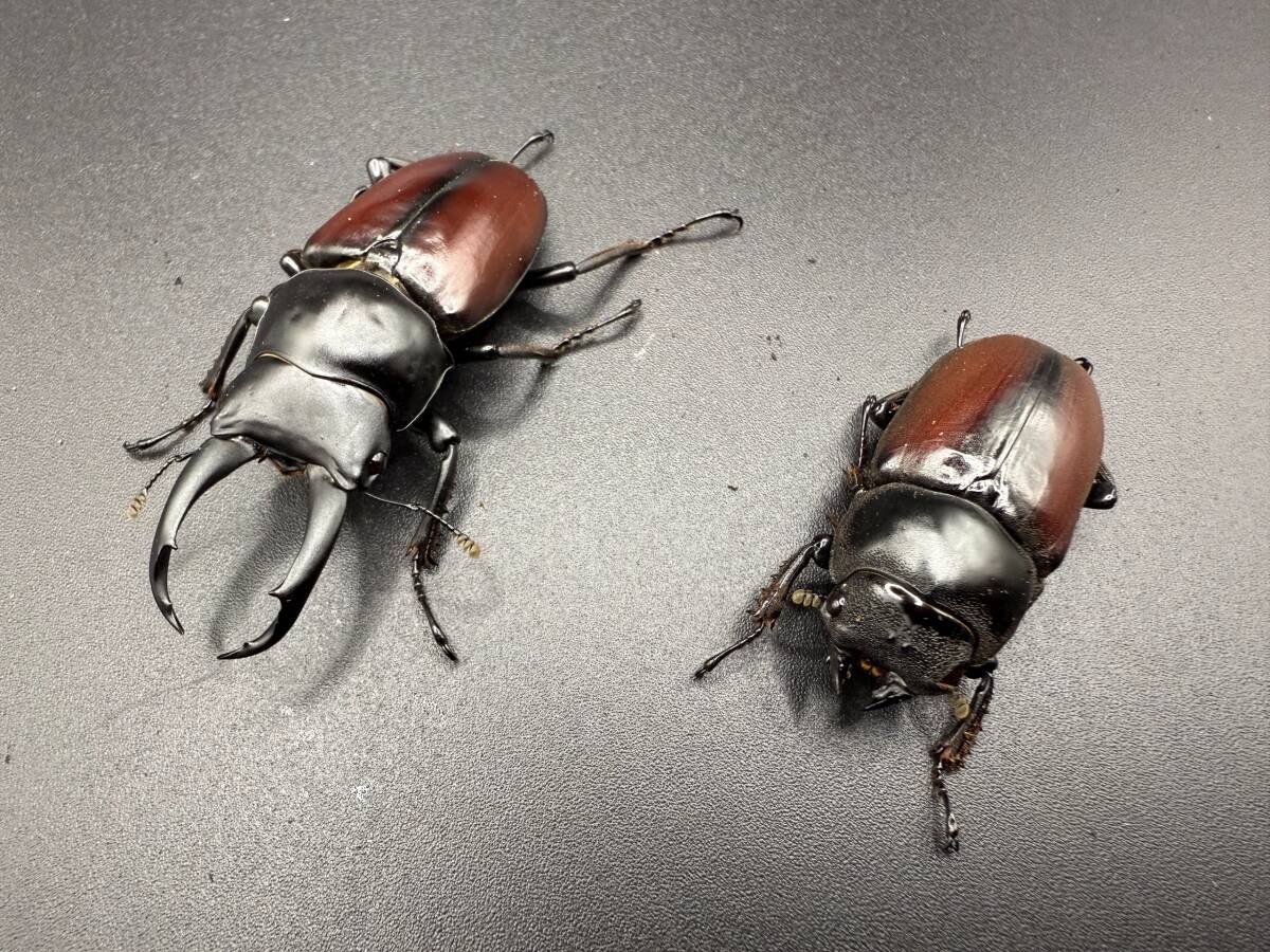 Yahoo!オークション - 【なめだんご】赤ドンキ WD持腹からの貴重なWF1...