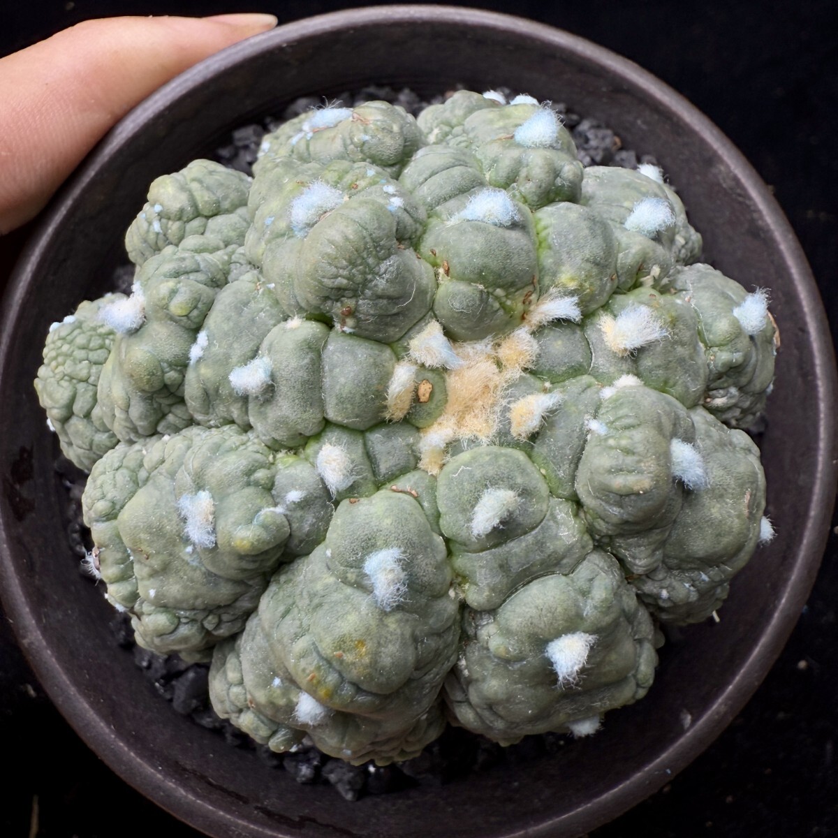 Yahoo!オークション - 28E アストロフィツム 亀甲悟空兜 Astrophytum a...