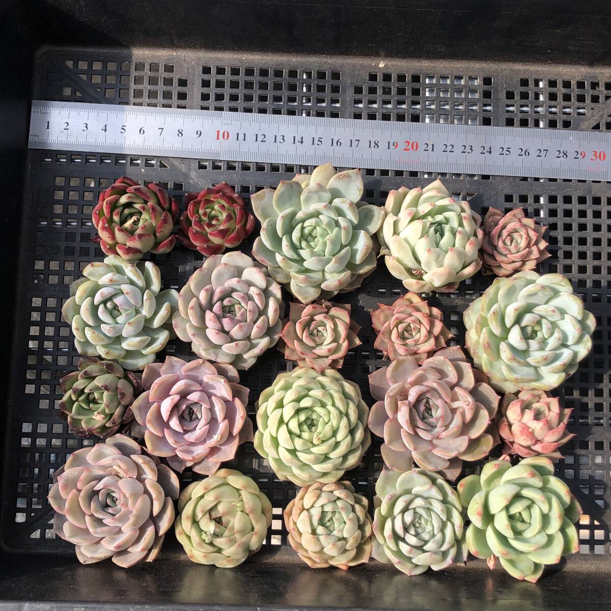 Yahoo!オークション - Top エケベリア 20個 0317K-O122 多肉植物 カッ...