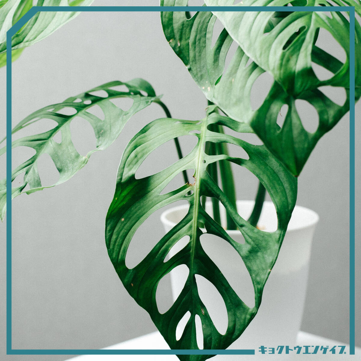 Yahoo!オークション - 【けっこう大型】Monstera esqueleto（モンステ...