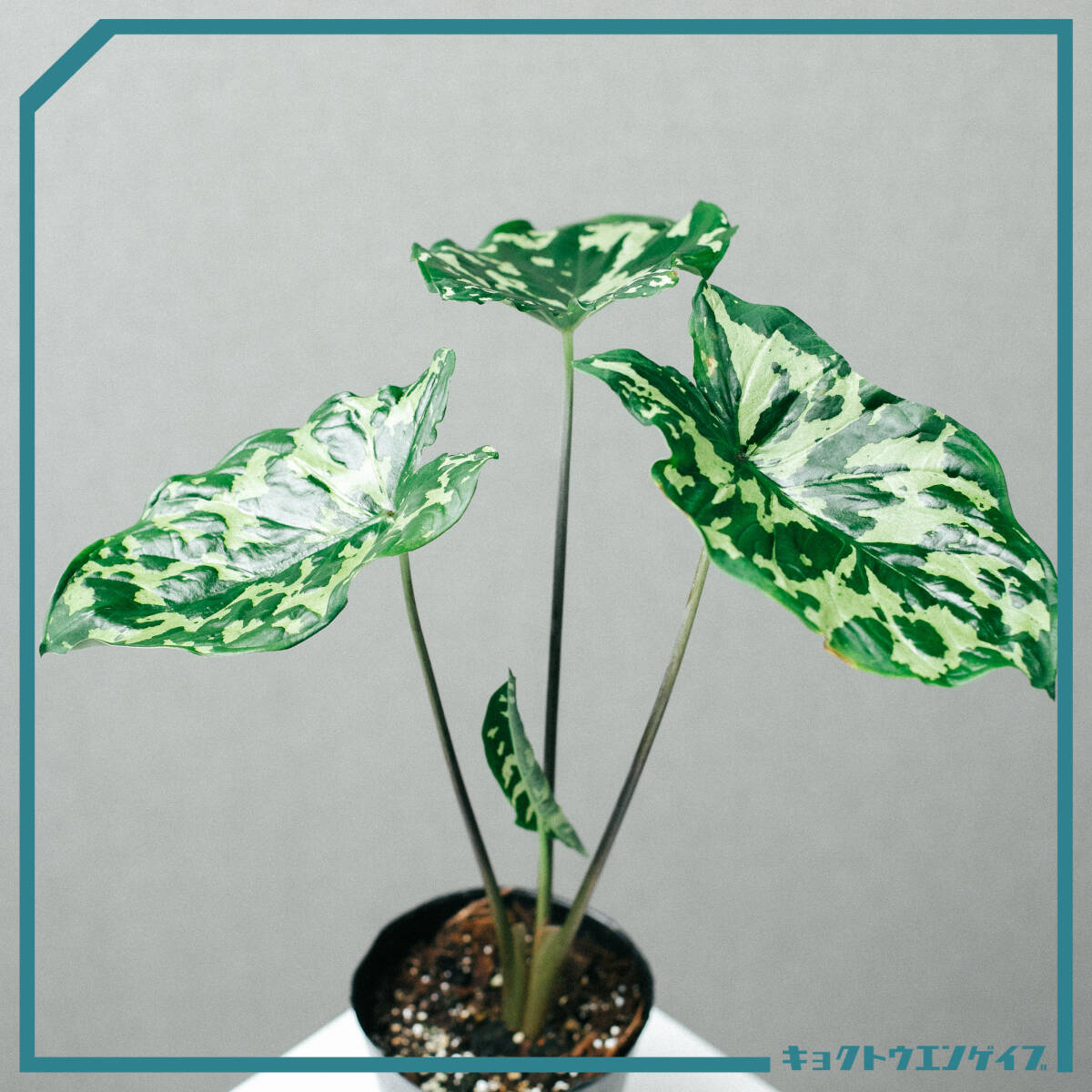 Yahoo!オークション - Alocasia ‘Hiro Beauty’（アロカシア・ヒロビ...