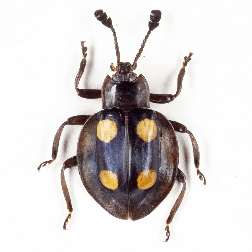 Yahoo!オークション - E. cf. marginatus 29B テントウムシダマシ標本 ...