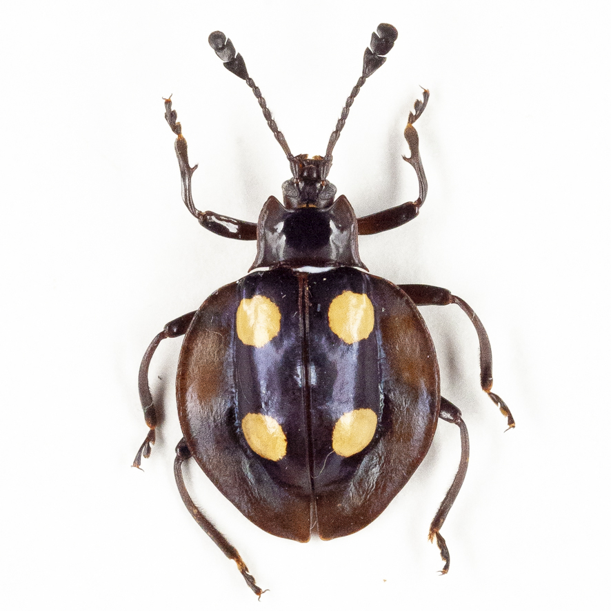 Yahoo!オークション - E. cf. marginatus 18B テントウムシダマシ標本 ...