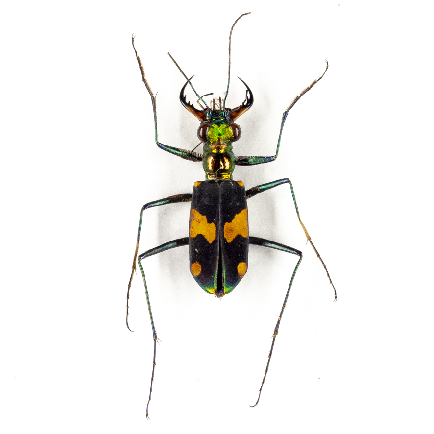 Yahoo!オークション - Cicindelidae sp. 16B スラウェシのハンミョウ標...