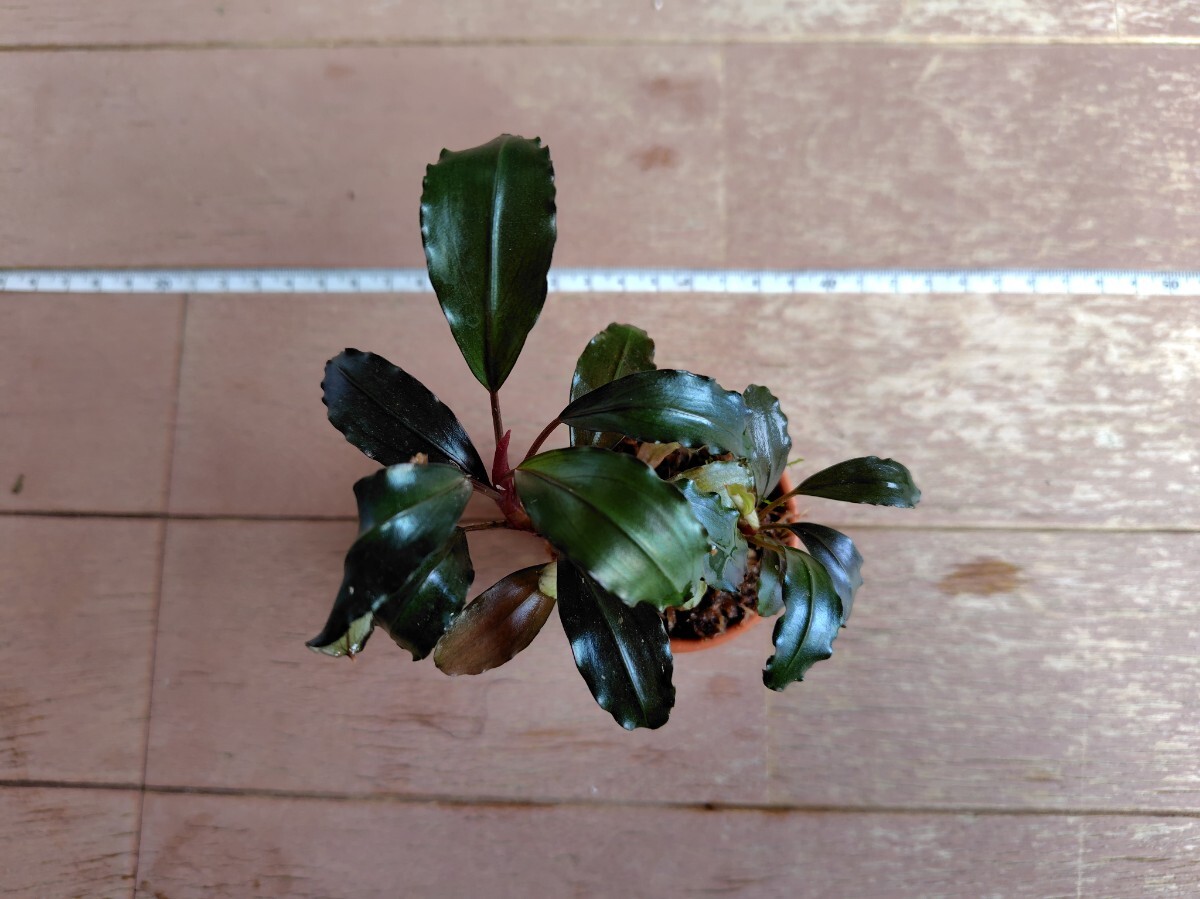 Yahoo!オークション - ブセファランドラ チタニウム Bucephalandra sp....