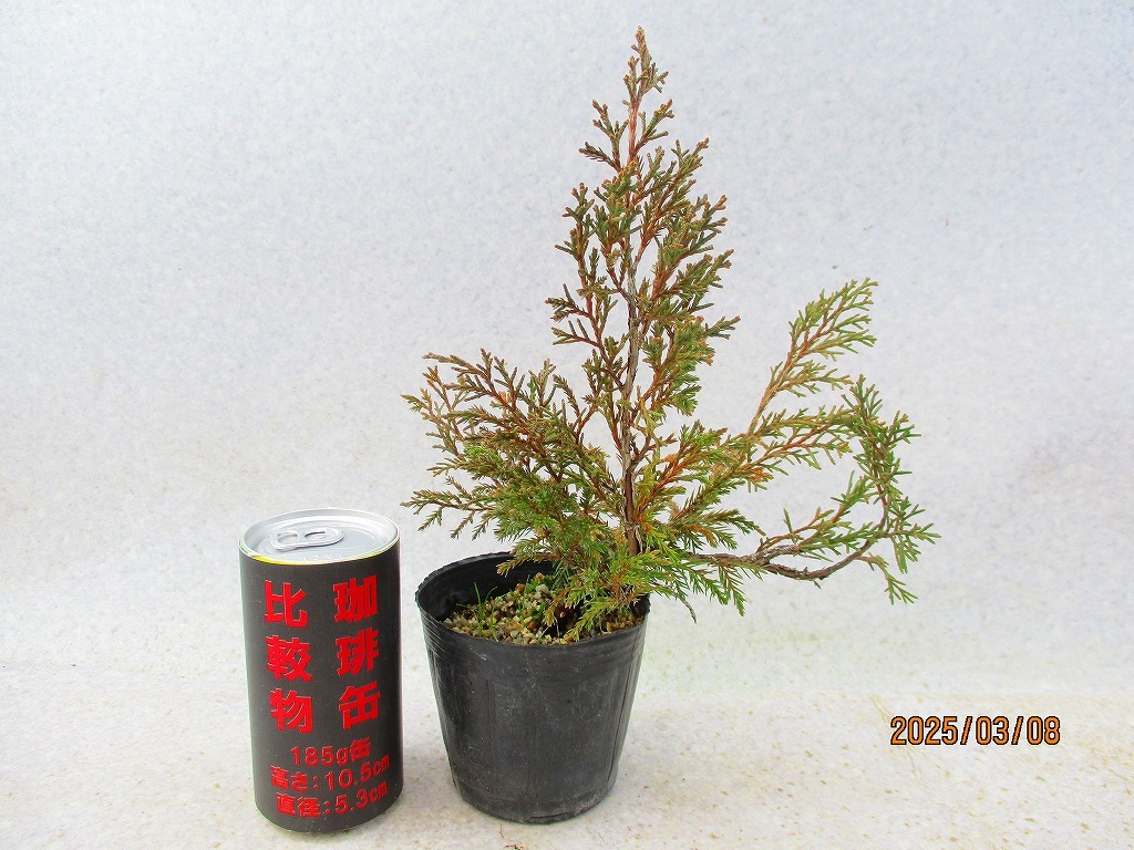 Yahoo!オークション - [讃岐屋緑兵衛]シンパク(3862黒ポット)全高 28㎝...