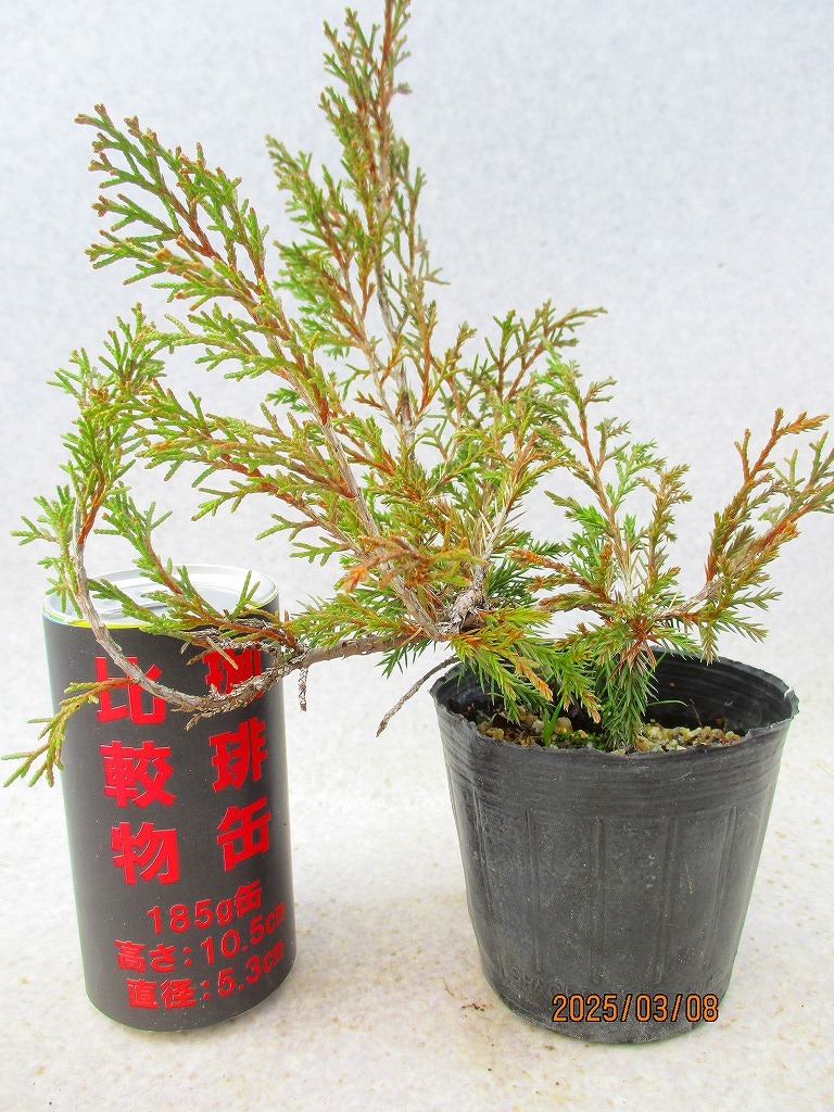 Yahoo!オークション - [讃岐屋緑兵衛]シンパク(3862黒ポット)全高 28㎝...