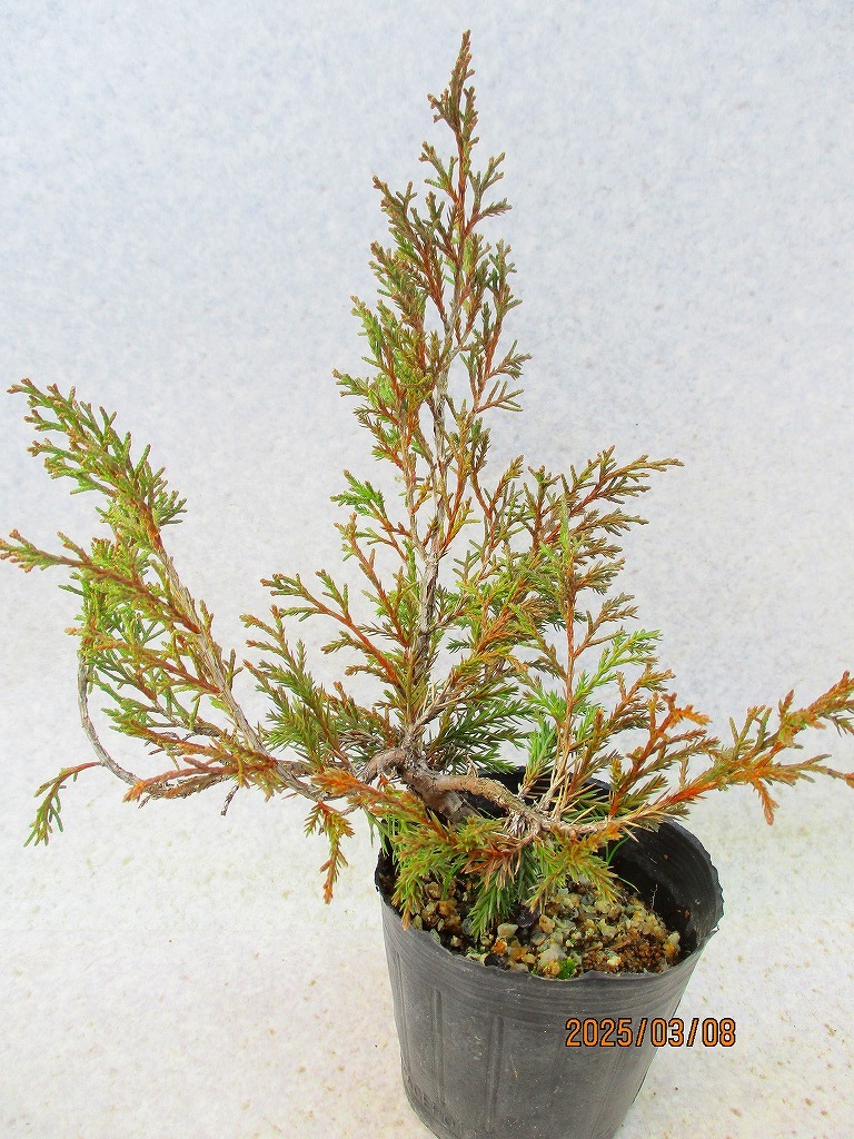 Yahoo!オークション - [讃岐屋緑兵衛]シンパク(3862黒ポット)全高 28㎝...