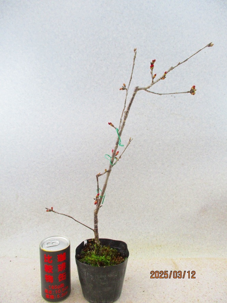 Yahoo!オークション - [讃岐屋緑兵衛]ケイオウ桜(31240黒ポット)全高 4...