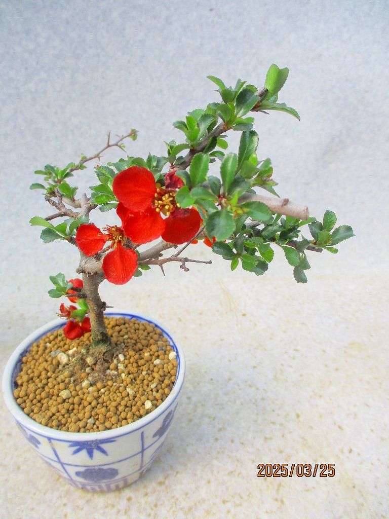 Yahoo!オークション - [讃岐屋緑兵衛] 長寿梅 (32311模様入白釉丸鉢)全...