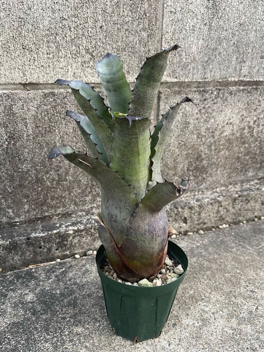 ホヘンベルギア レオポルドホルスティー Hohenbergia leopoldo-horstii black clone Tropiflora 2385(アナナス)｜売買されたオークション情報 ...