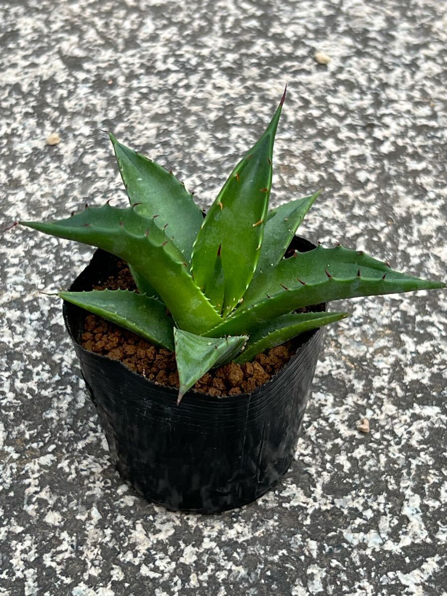 Yahoo!オークション - アガベ マルガリータ Agave margaritae