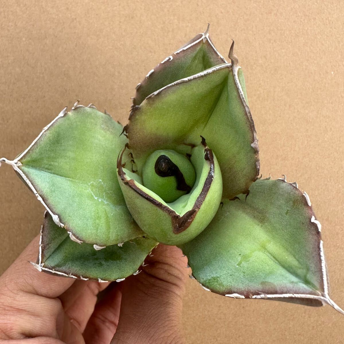 Yahoo!オークション - 【馭龍閣】 DY3-4 アガベ 純血 Juggernaut 極上...