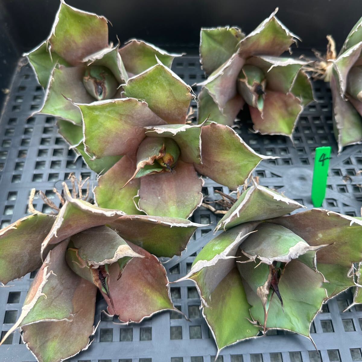 Yahoo!オークション - 【馭龍閣】 DY4-5 アガベ 黑豹 黒豹 極上株 品種...