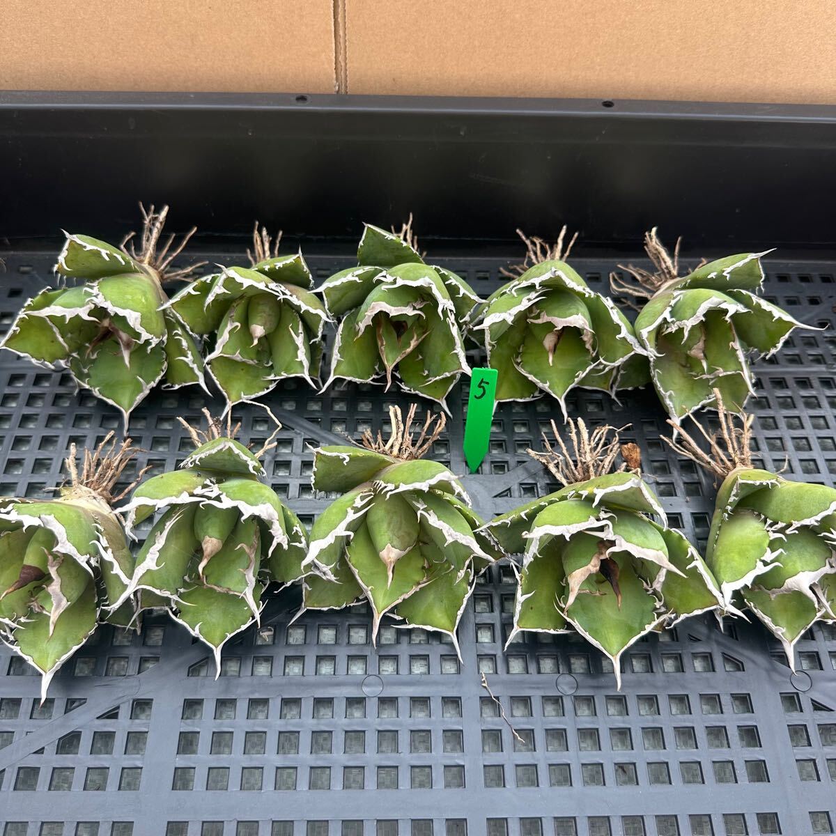 Yahoo!オークション - 【馭龍閣】 DY5-3 アガベ 阿修羅 極上株 品種保...