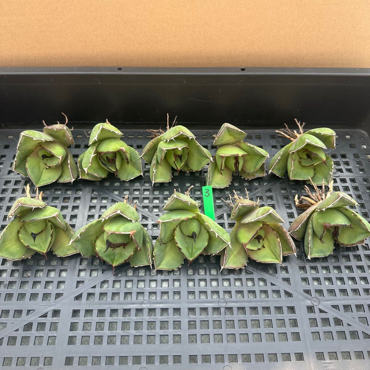 Yahoo!オークション - 【馭龍閣】 DY3-7 アガベ 純血 Juggernaut 極上...