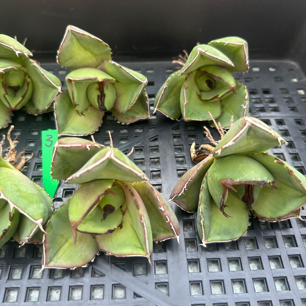 Yahoo!オークション - 【馭龍閣】 DY3-10 アガベ 純血 Juggernaut 極上...