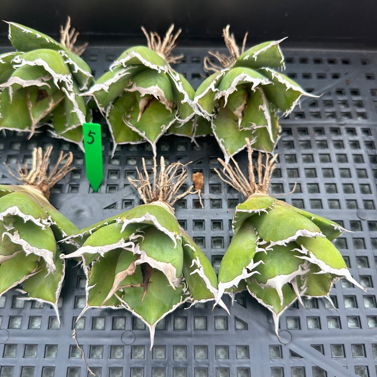 Yahoo!オークション - 【馭龍閣】 DY5-6 アガベ 阿修羅 極上株 品種保...