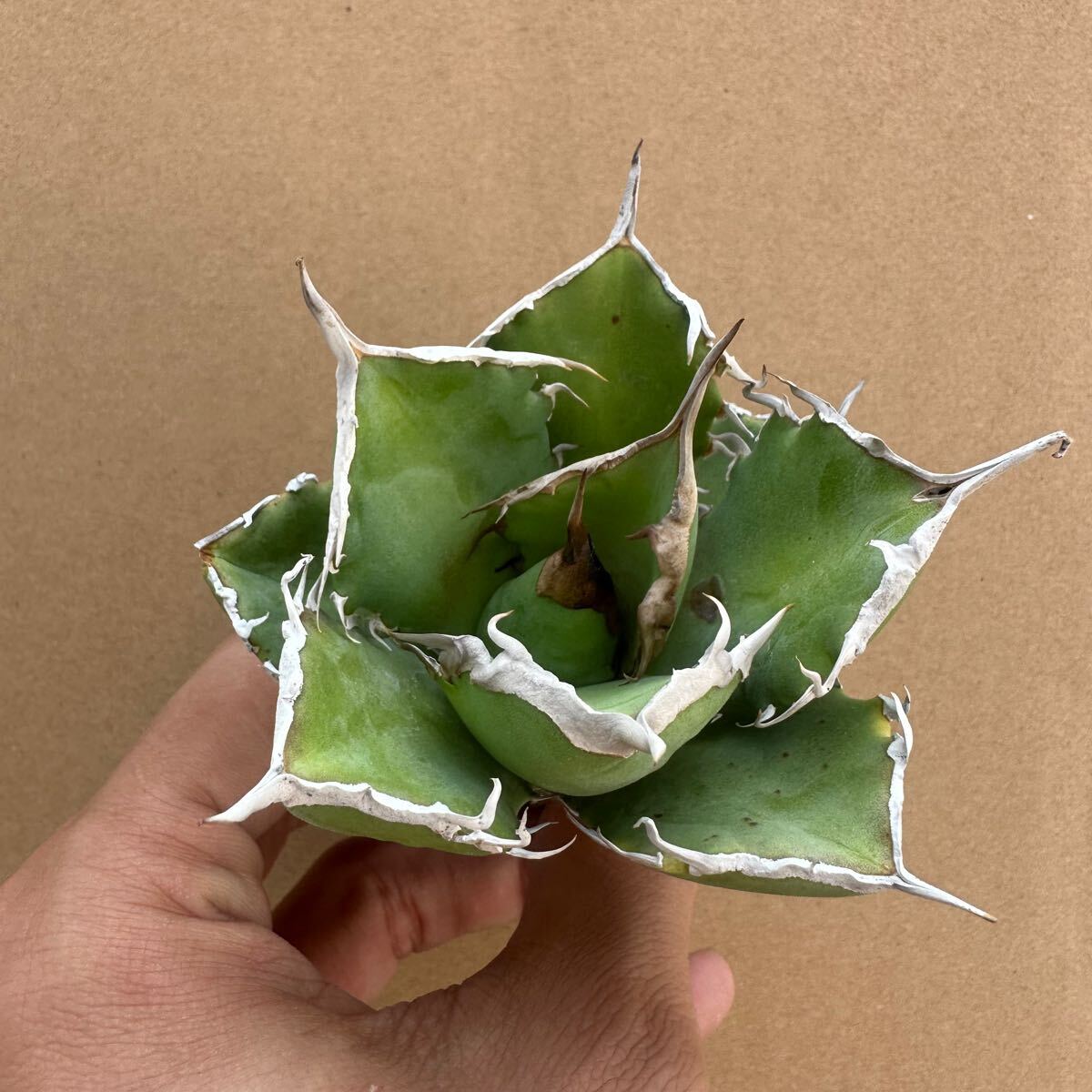 Yahoo!オークション - 【馭龍閣】 DY5-6 アガベ 阿修羅 極上株 品種保...