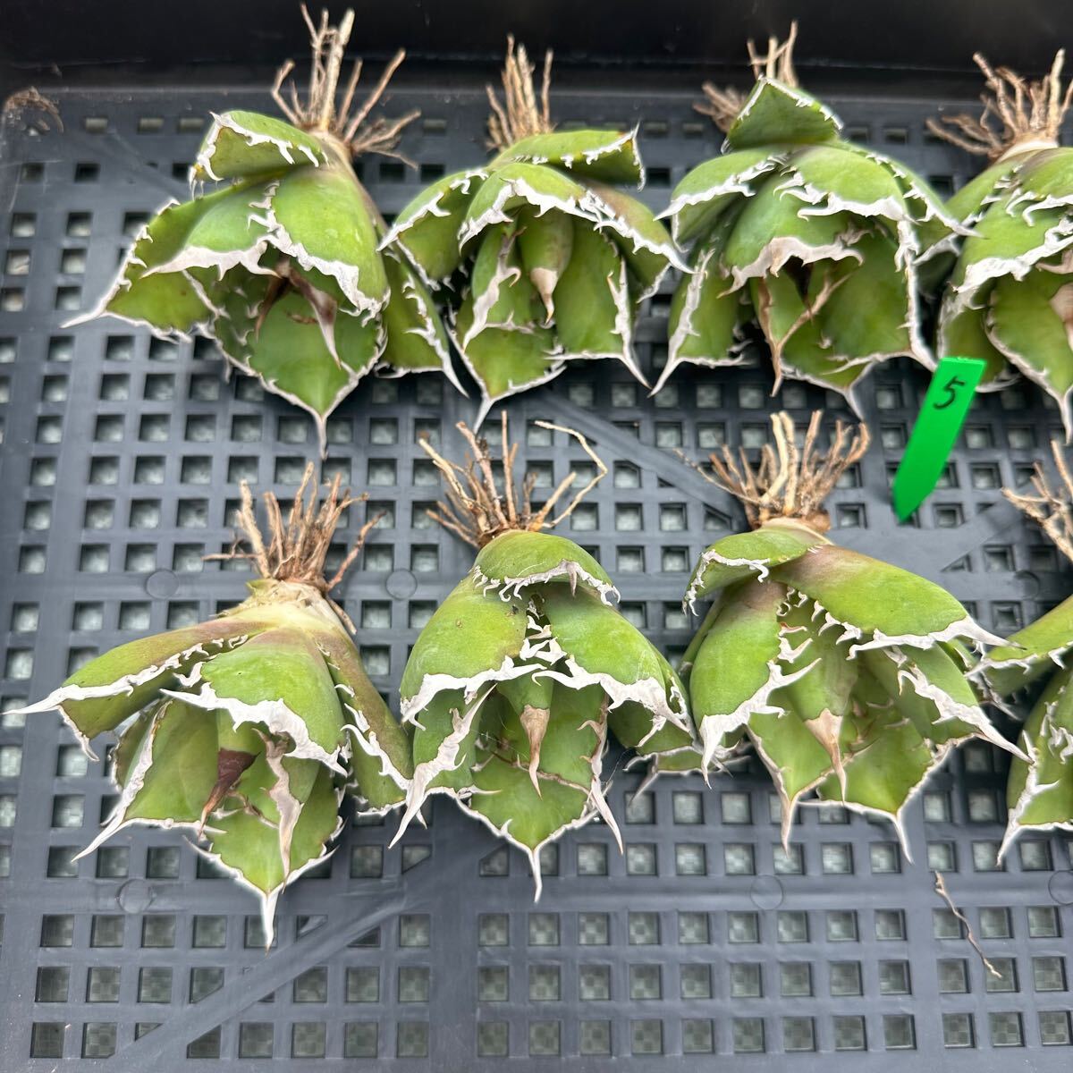 Yahoo!オークション - 【馭龍閣】 DY5-9 アガベ 阿修羅 極上株 品種保...