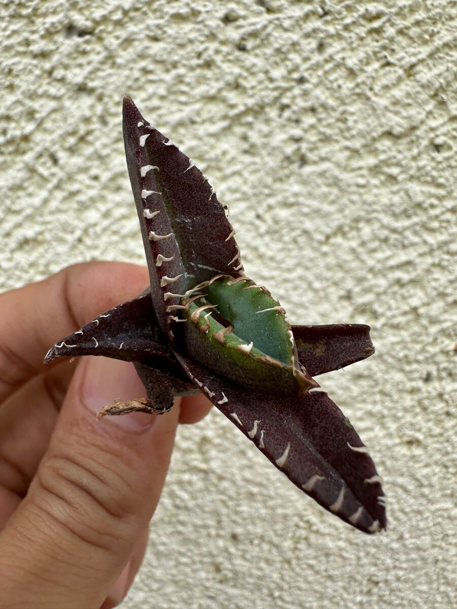 Yahoo!オークション - 【馭龍閣】 y83アガベ 清櫻 清桜 小型種 短葉 品...