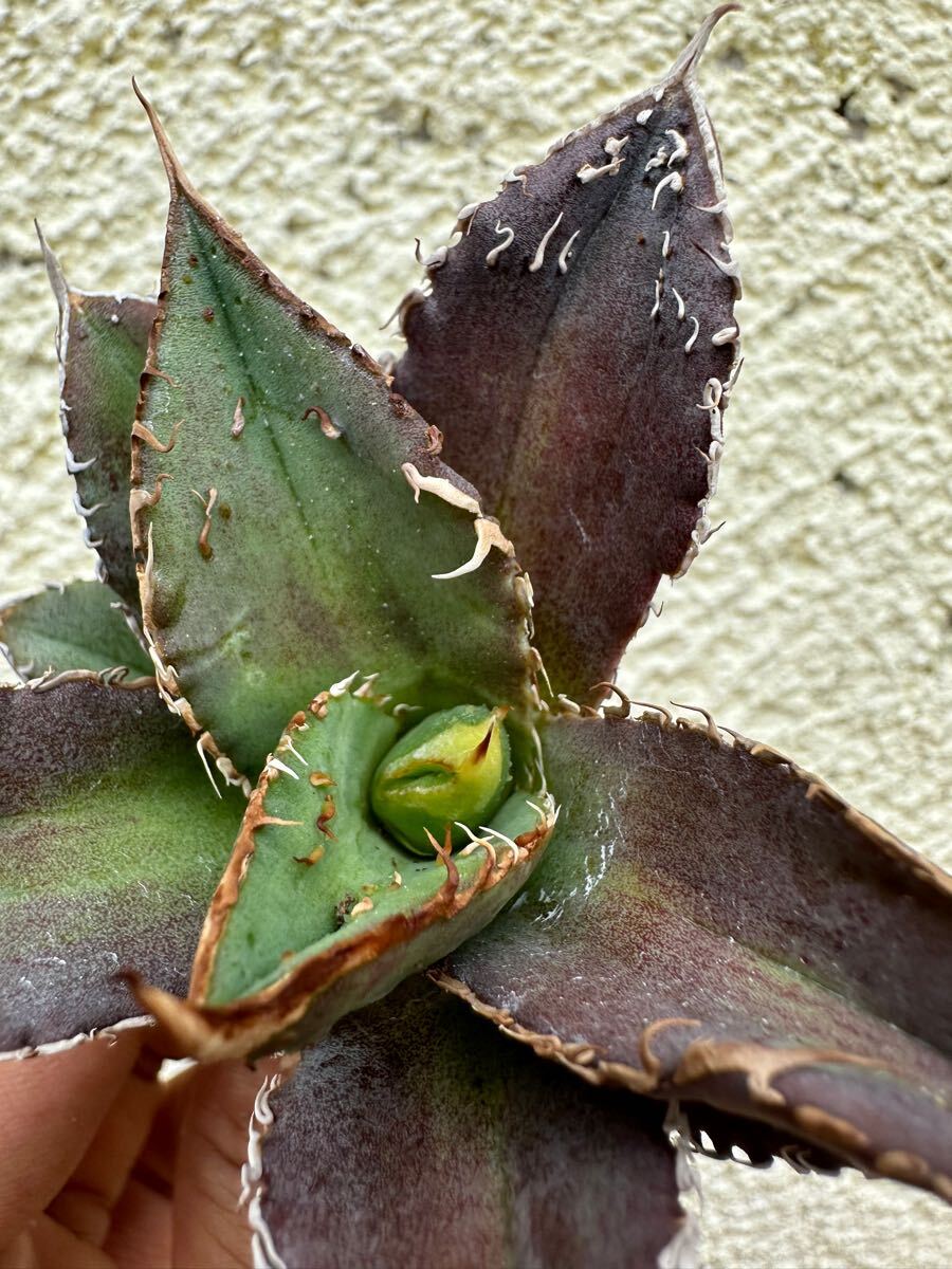 Yahoo!オークション - 馭龍閣】 y85特選 アガベ 多肉植物 チタノタ豆豆...