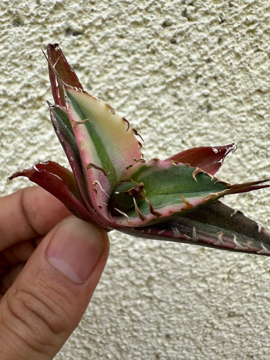 Yahoo!オークション - 【馭龍閣】 y96アガベ チタノタ 凱撒特殊錦斑 シ...