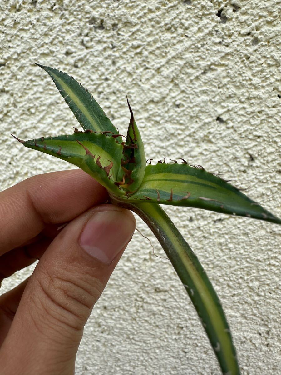 Yahoo!オークション - 【馭龍閣】 y99アガベ霍利達黄中斑 斑入Agave ho...