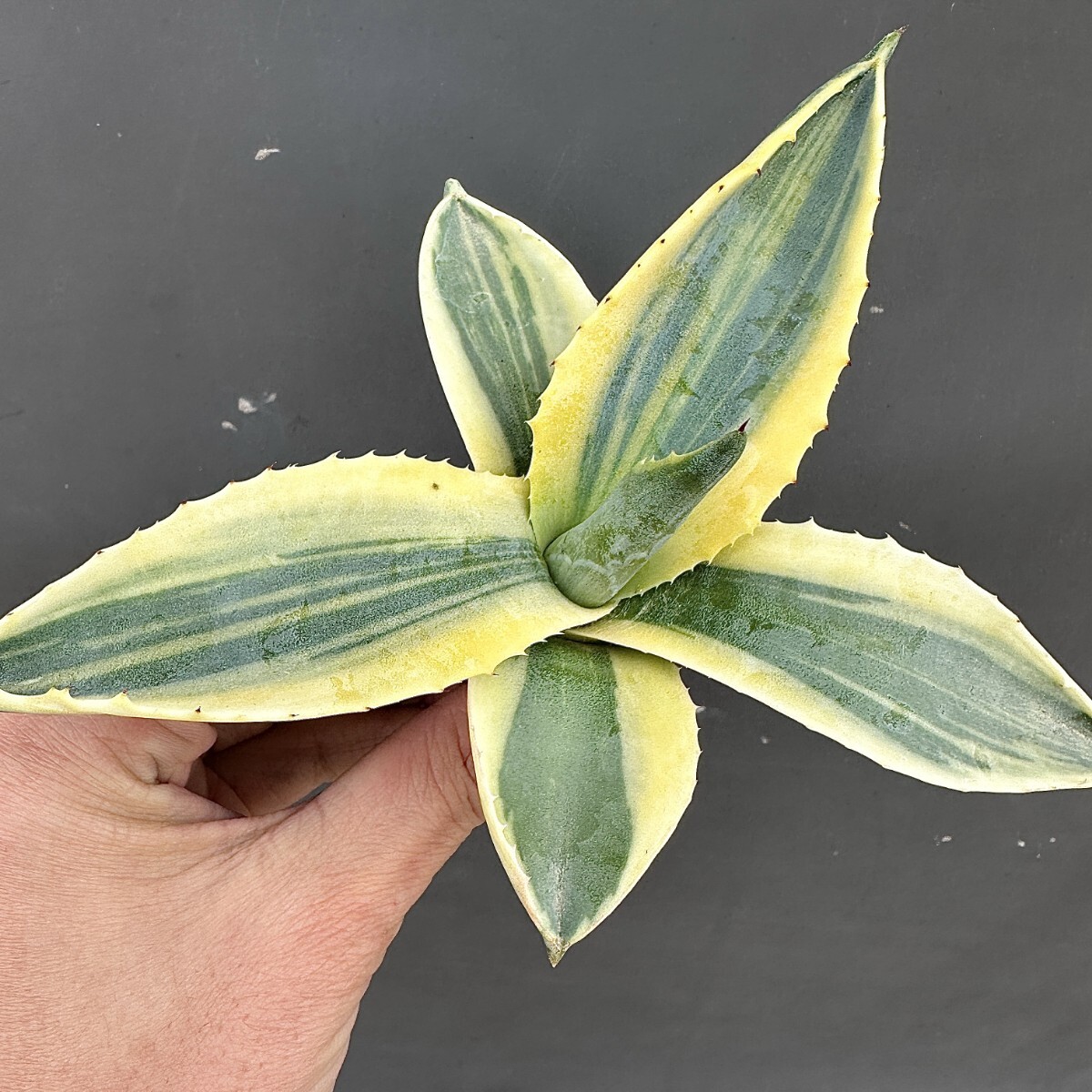 Yahoo!オークション - 【MCGRADY-PLANTS】J017 激レア アガベ アメリカ...