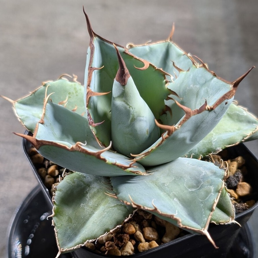 Yahoo!オークション - 現品A129 アガベ チタノタブルー実生 チタノタ ...