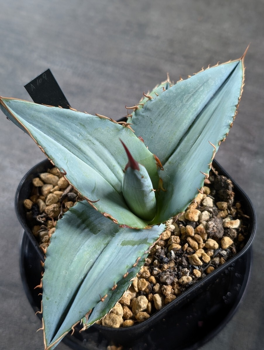 Yahoo!オークション - 現品A109 アガベ チタノタブルー実生 チタノタ ...