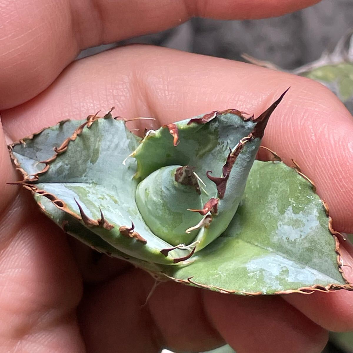 Yahoo!オークション - AB3 アガベ 選抜ブルー ジャギジャギタイプ 子株...