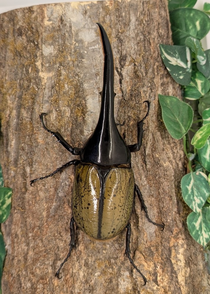Yahoo!オークション - DH.ヘラクレスオオカブト成虫ペア917 ♂152mm ...