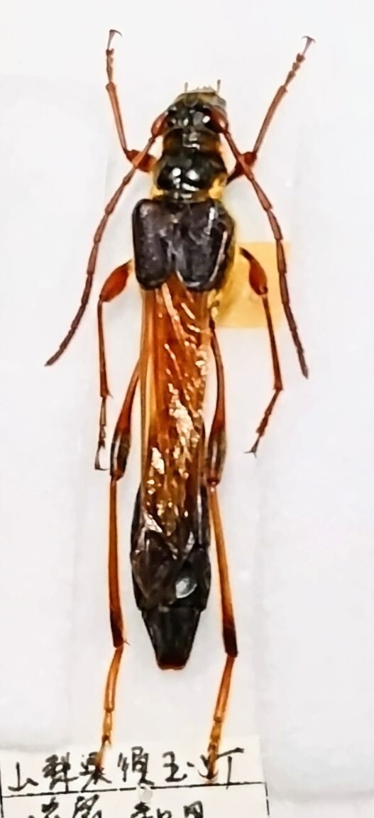 Yahoo!オークション - 台紙展脚品標本 採集困難 オニホソコバネカミキ...