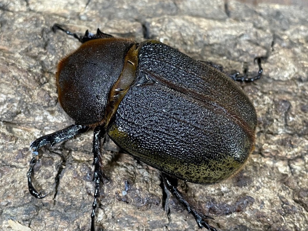 Yahoo!オークション - 【尼ちゃん】DH・ヘラクレス♀71mm+♀71mm2頭 N...