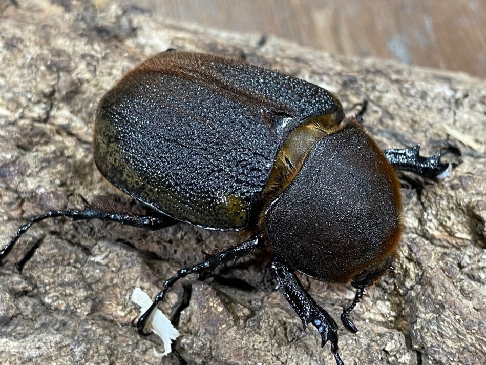 Yahoo!オークション - 【尼ちゃん】DH・ヘラクレス♀71mm+♀71mm2頭 N...