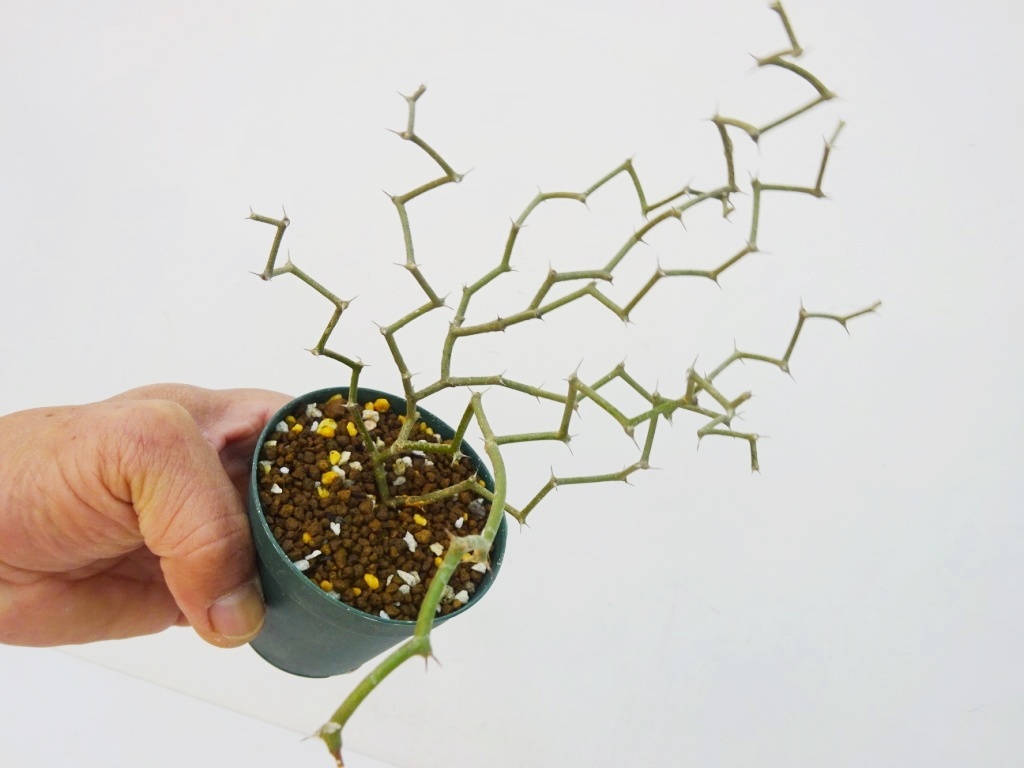 Yahoo!オークション - TGH679デカリア AFF マダガスカリエンシス 細茎...