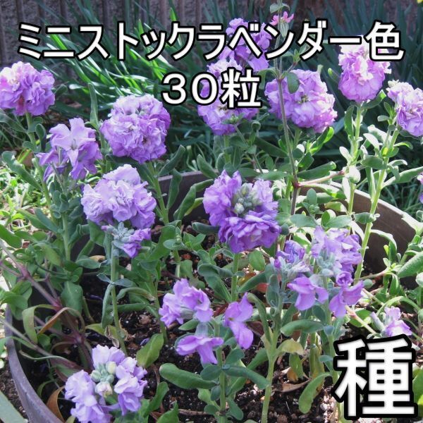 Yahoo!オークション - ミニストック ラベンダー色 30粒 寒冷地春まき ...