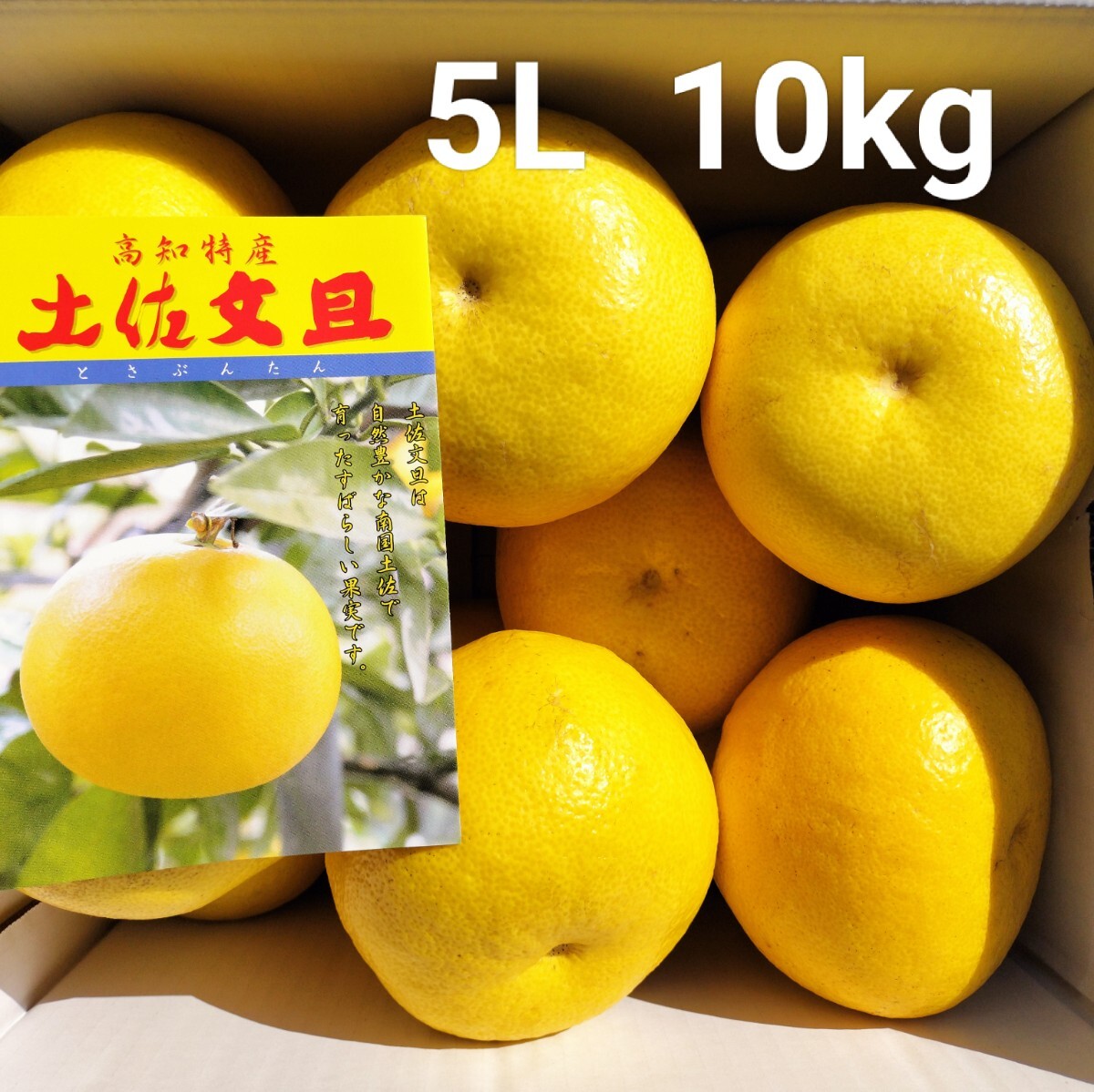 Yahoo!オークション - 限定品 高知産 超大玉 5Lサイズ 約10Kg 露地...