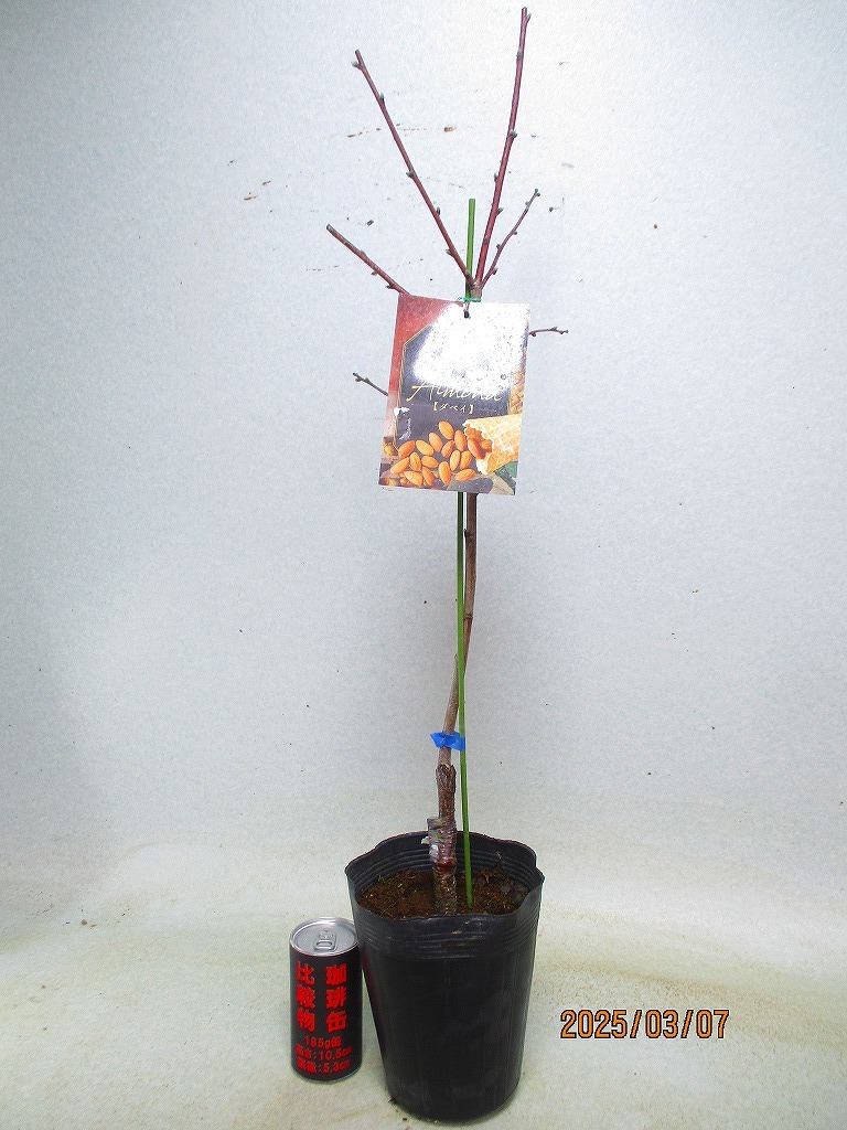 Yahoo!オークション - [野風苗木流通]アーモンド ダベイ(3688)全高 74...