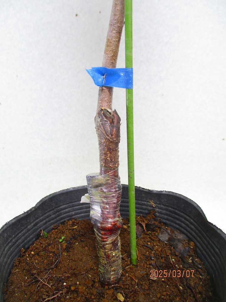 Yahoo!オークション - [野風苗木流通]アーモンド ダベイ(3688)全高 74...