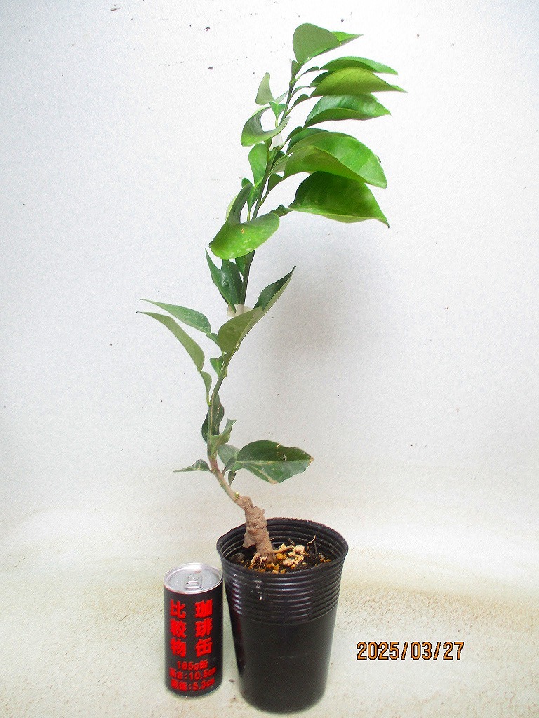 Yahoo!オークション - [野風苗木流通]柑橘苗木 ダイダイ (32598)全高 5...