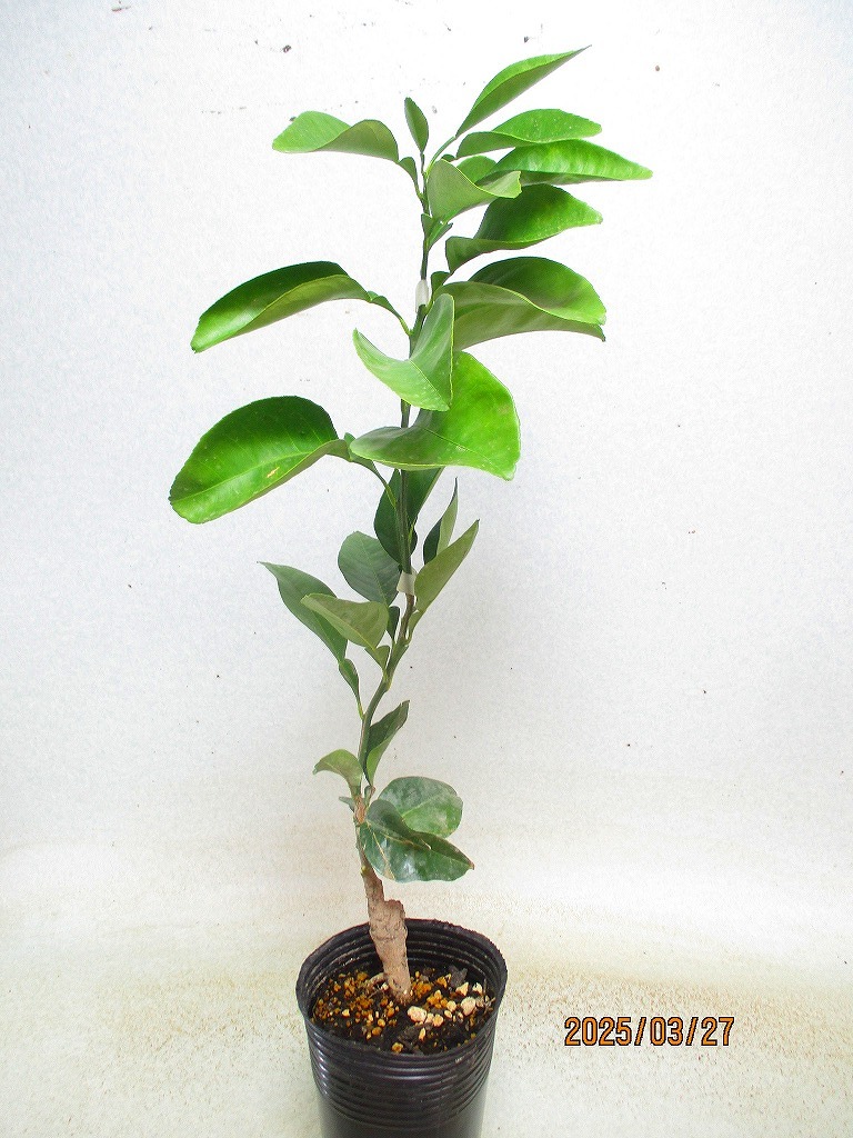 Yahoo!オークション - [野風苗木流通]柑橘苗木 ダイダイ (32598)全高 5...