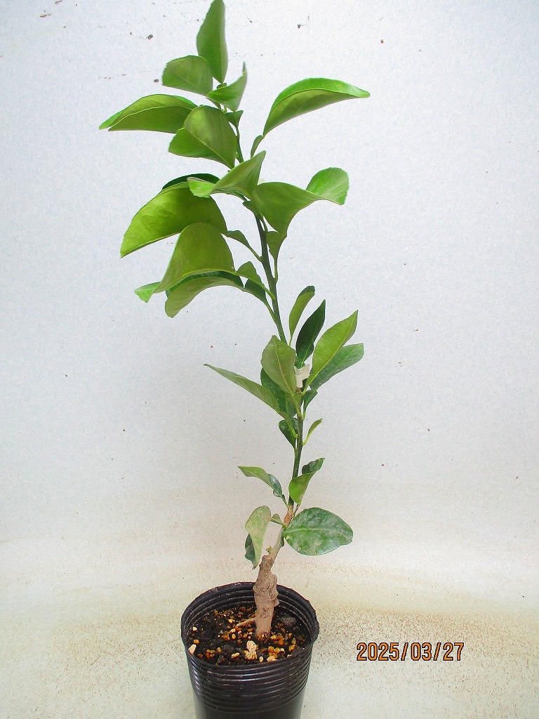 Yahoo!オークション - [野風苗木流通]柑橘苗木 ダイダイ (32598)全高 5...