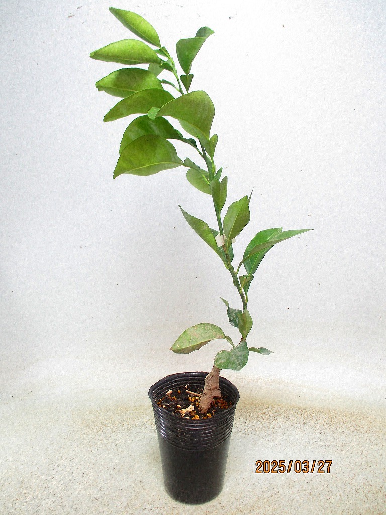 Yahoo!オークション - [野風苗木流通]柑橘苗木 ダイダイ (32598)全高 5...