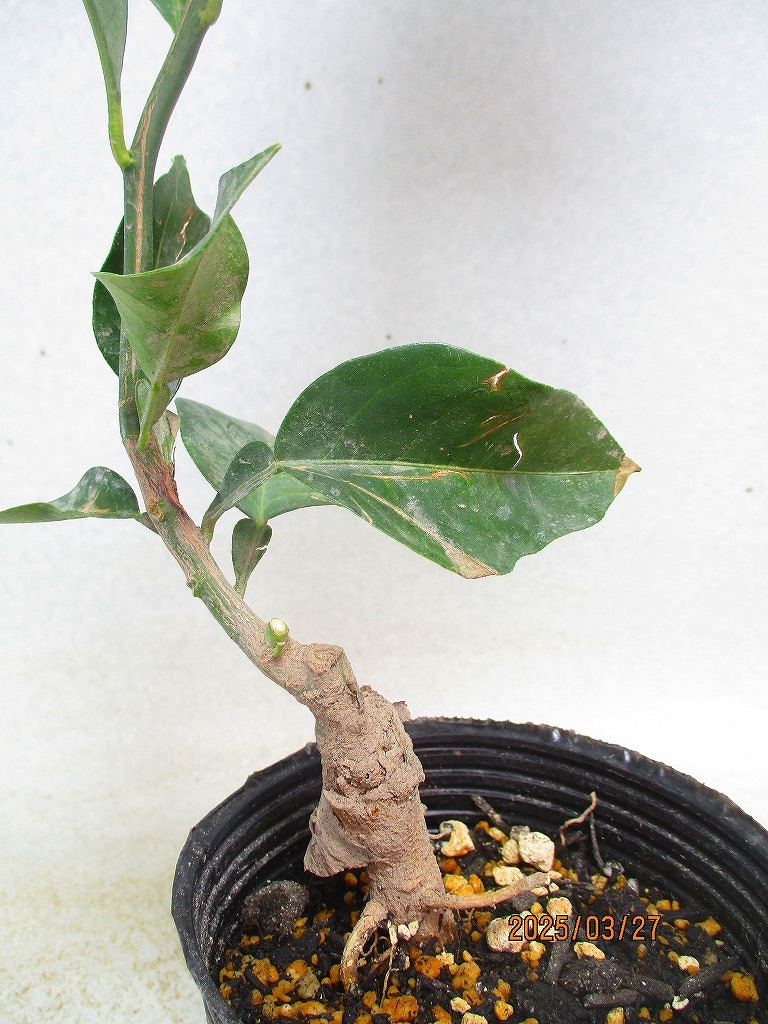 Yahoo!オークション - [野風苗木流通]柑橘苗木 ダイダイ (32598)全高 5...