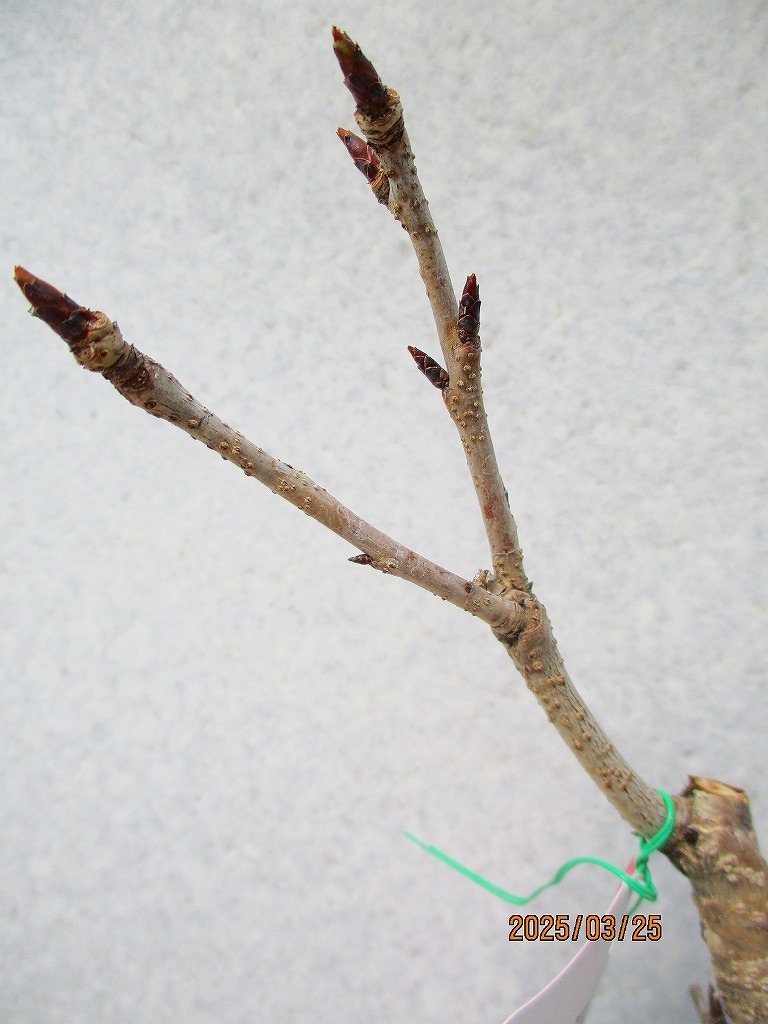 Yahoo!オークション - [野風盆栽流通]松月桜 3/25蕾～花終想定(32280ス...