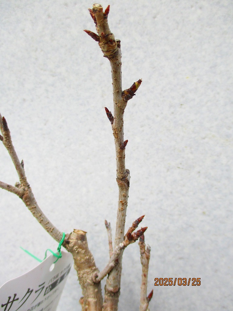 Yahoo!オークション - [野風盆栽流通]松月桜 3/25蕾～花終想定(32280ス...